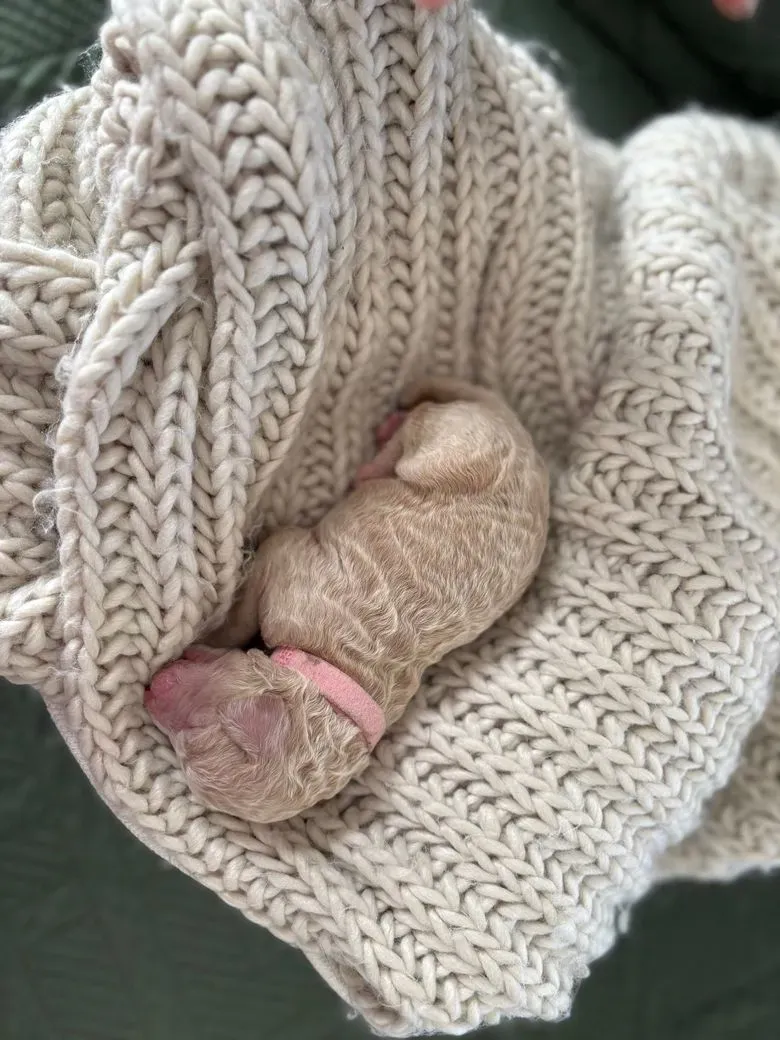 Available Puppies - Phantom Ridge Farm